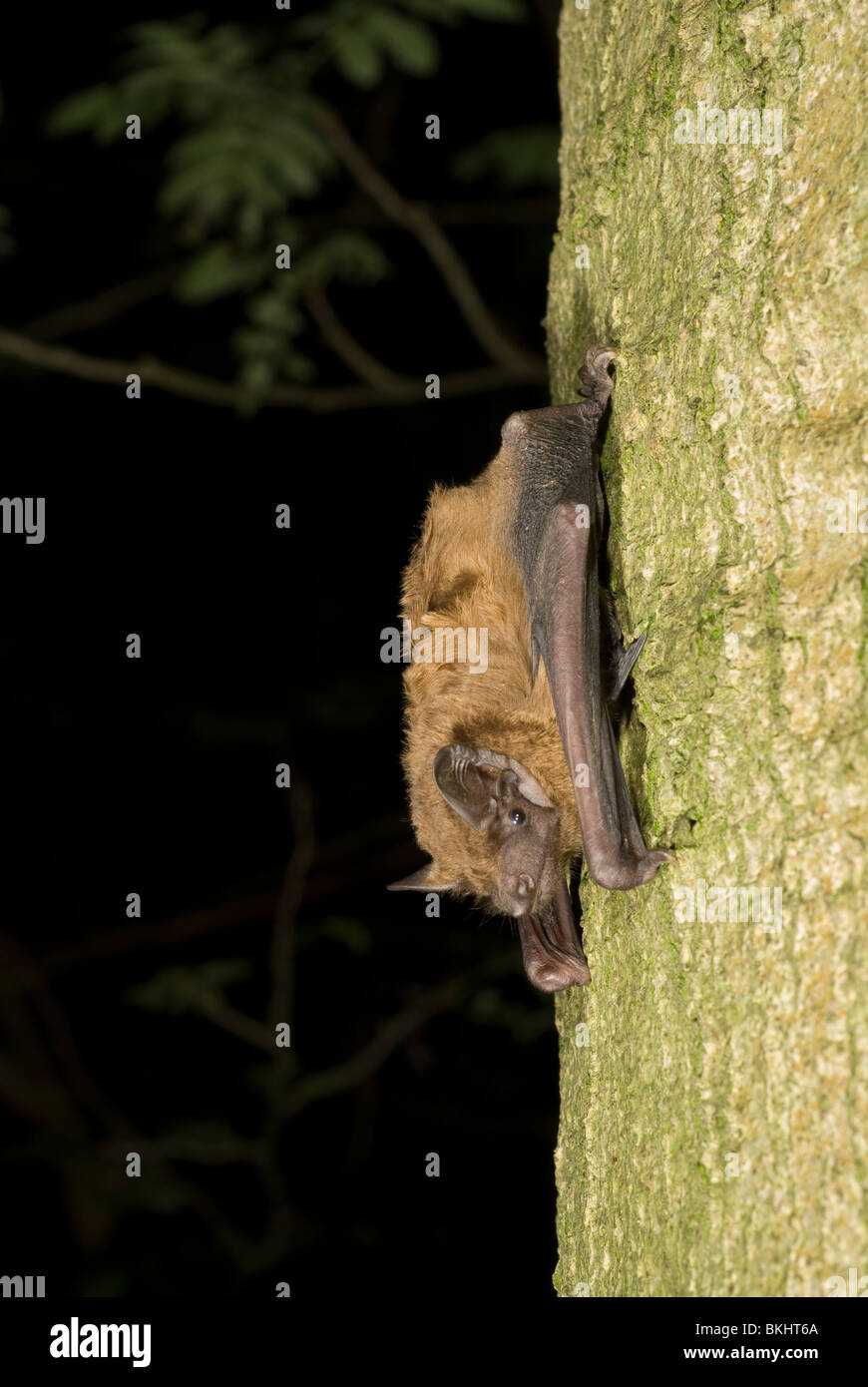 A common noctule on a tree Stock Photo - Alamy