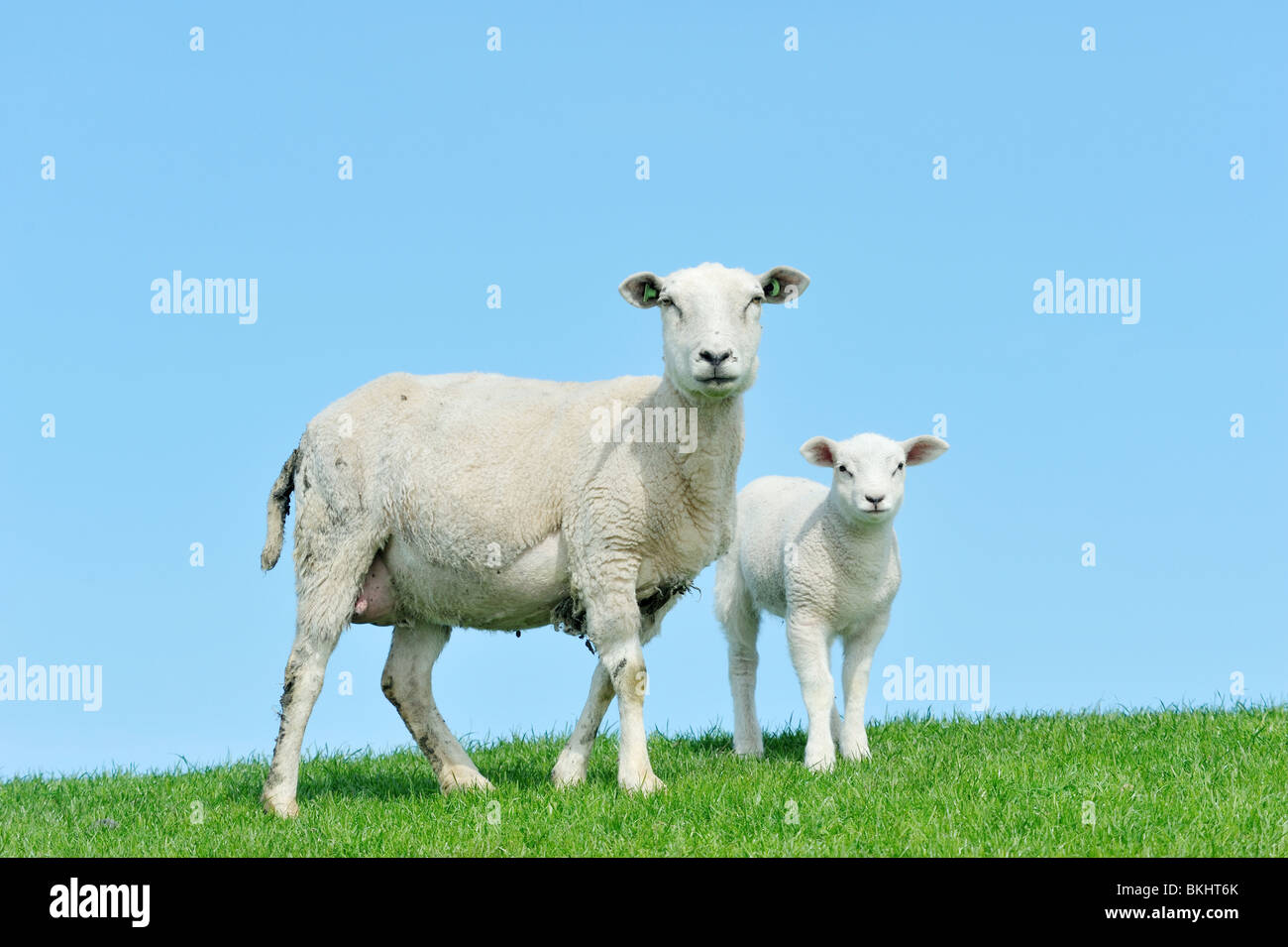 Mother sheep and her lamb in spring, Friesland The Netherlands Stock ...