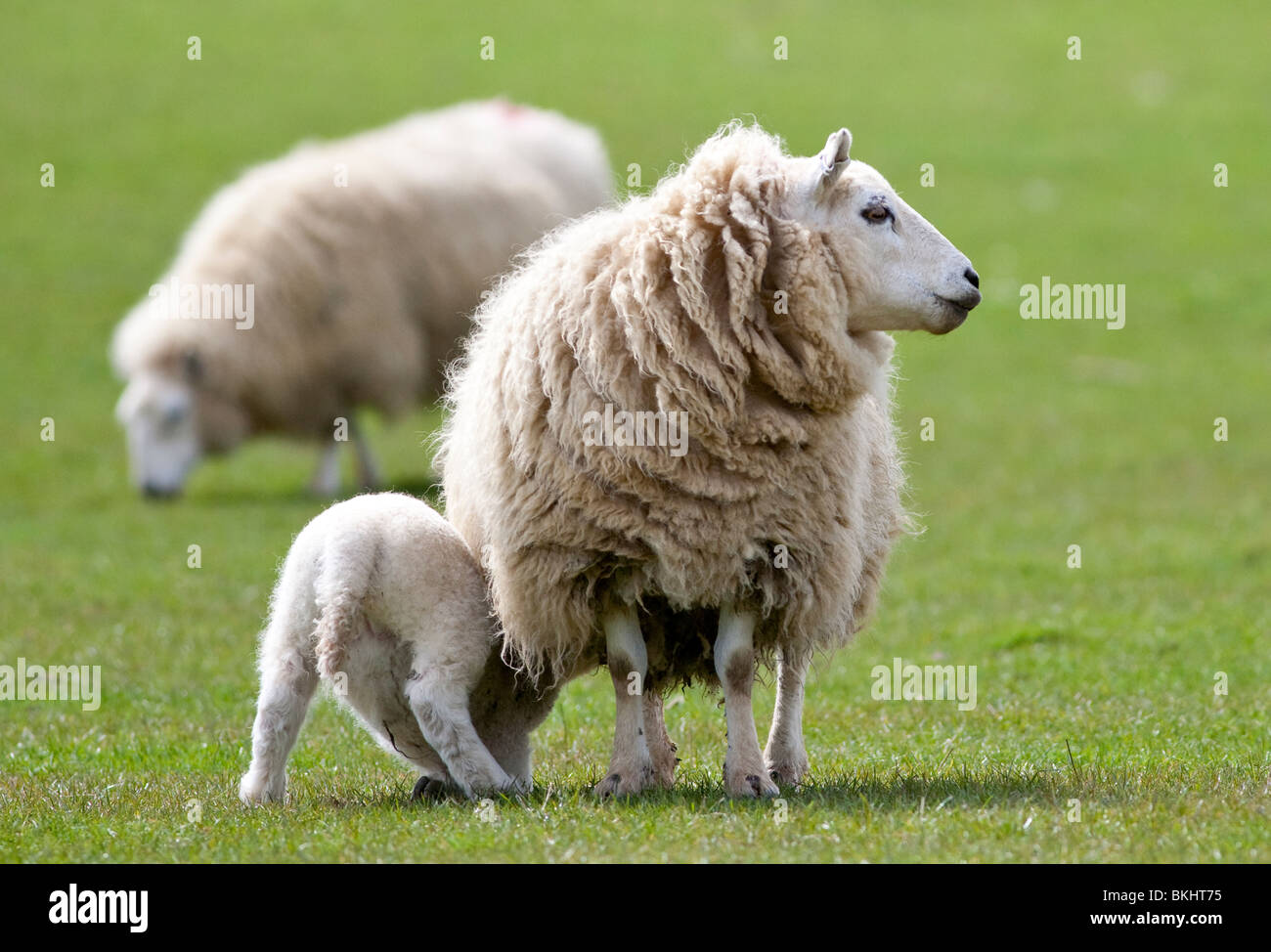Cheviot Ewe Stock Photos & Cheviot Ewe Stock Images - Alamy