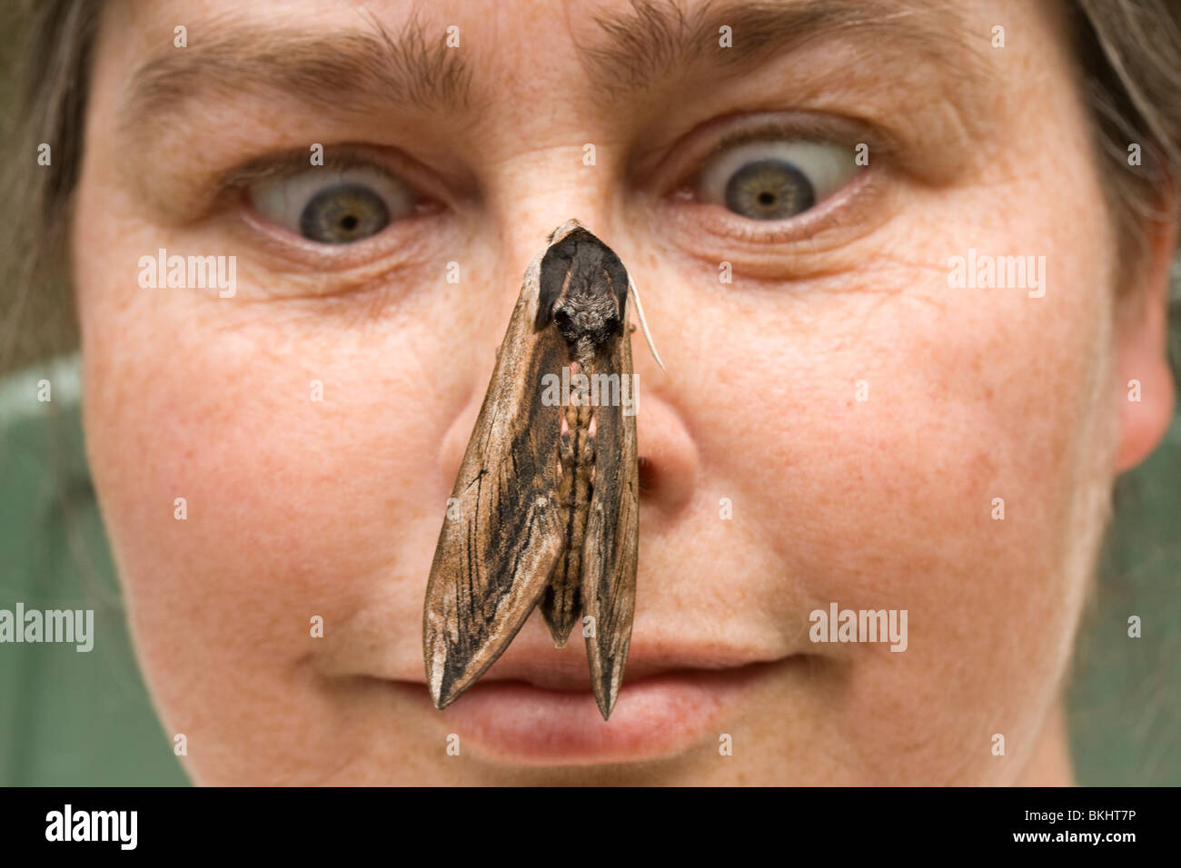 Big nose insect hi-res stock photography and images - Alamy