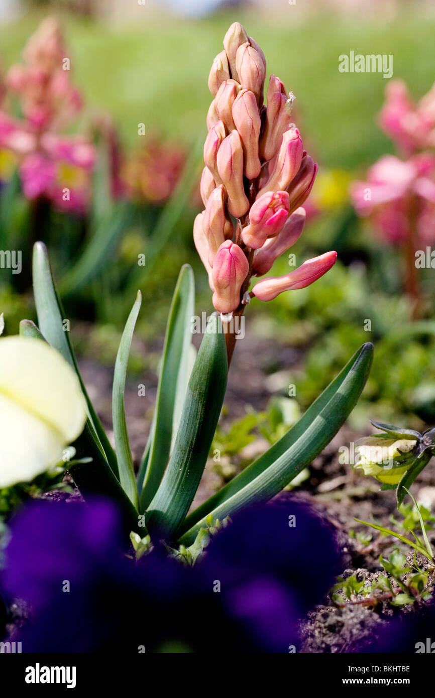 Spring hyacinths hi-res stock photography and images - Alamy