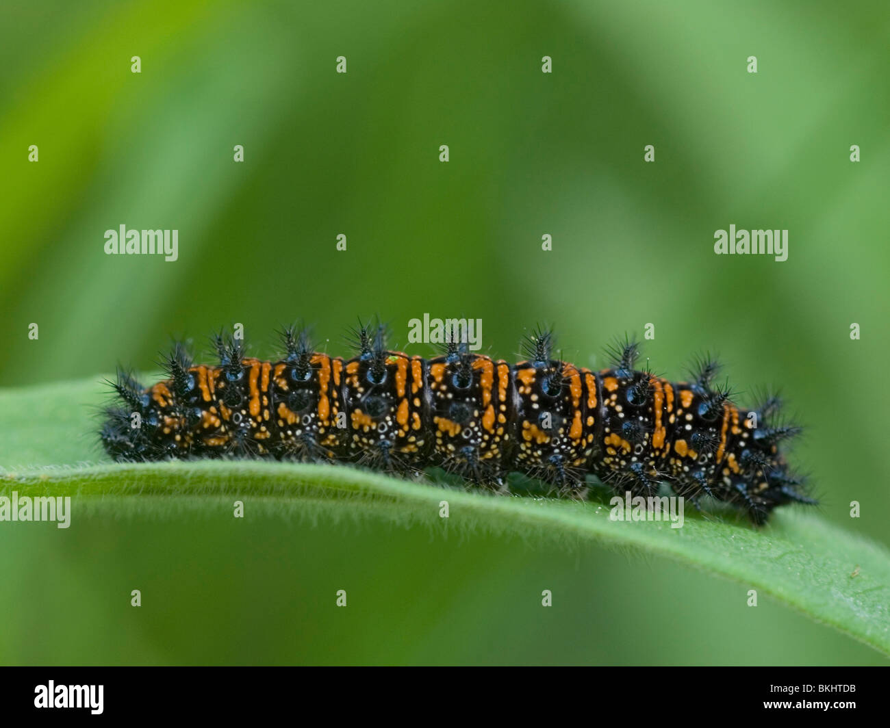 Een rups van de Baltimore Checkerspot Butterfly op een grashalm,A ...