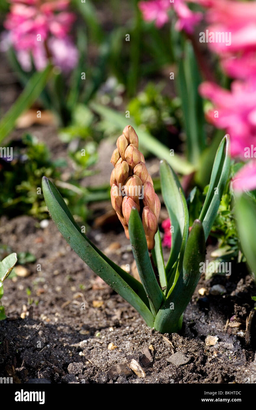 Spring hyacinths hi-res stock photography and images - Alamy