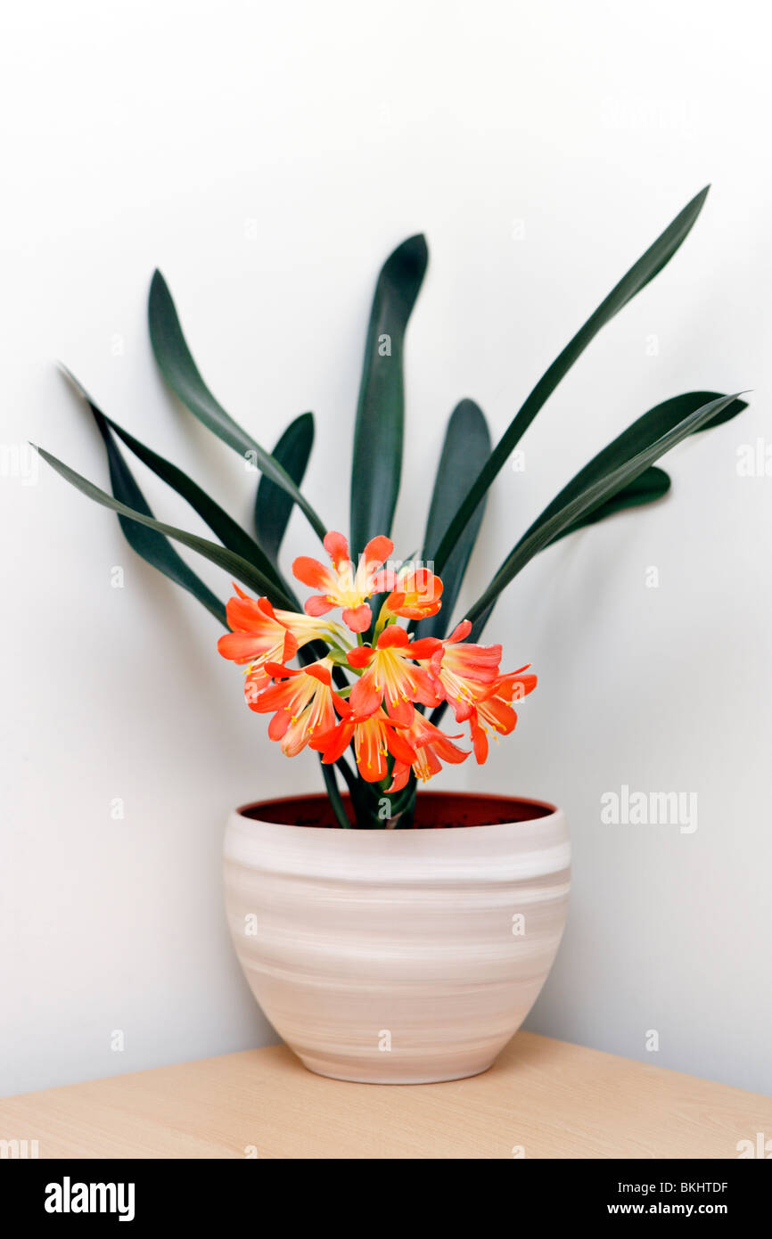 Flowering Clivia Plant in Pot Stock Photo - Alamy