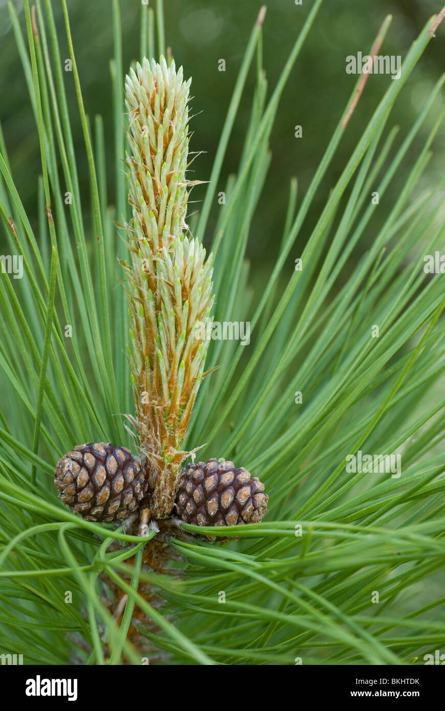 Rode cone hi-res stock photography and images - Alamy