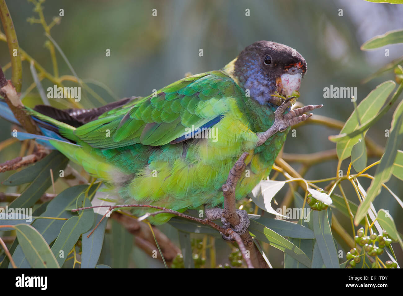 Barnardius hi-res stock photography and images - Alamy