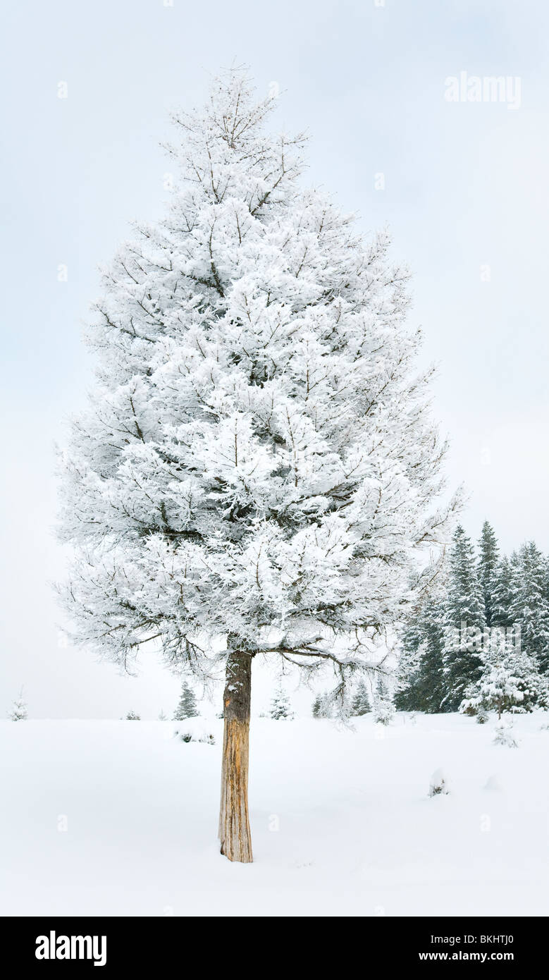 winter rime and snow covered fir trees on mountainside on overcast sky ...