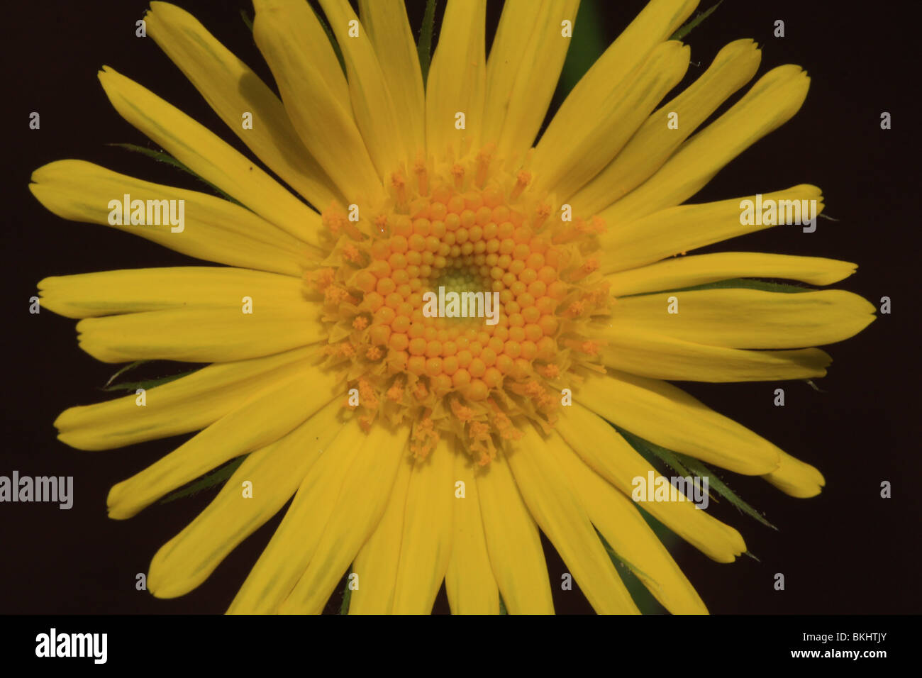 Bloem hi-res stock photography and images - Alamy