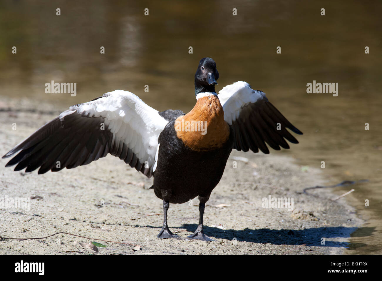 Australian shelduck hi-res stock photography and images - Alamy