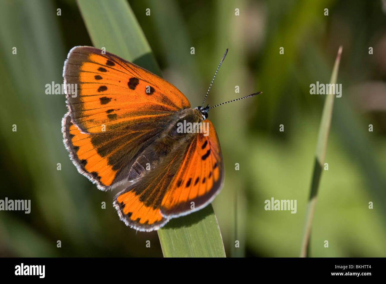 Female large copper lycaena dispar hi-res stock photography and images ...