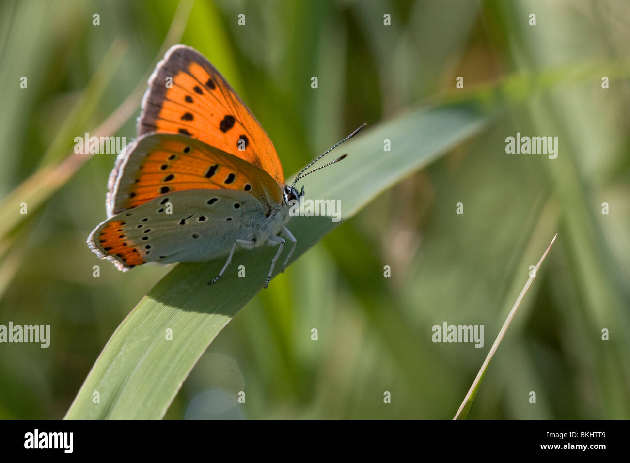 Female large copper lycaena dispar hi-res stock photography and images ...