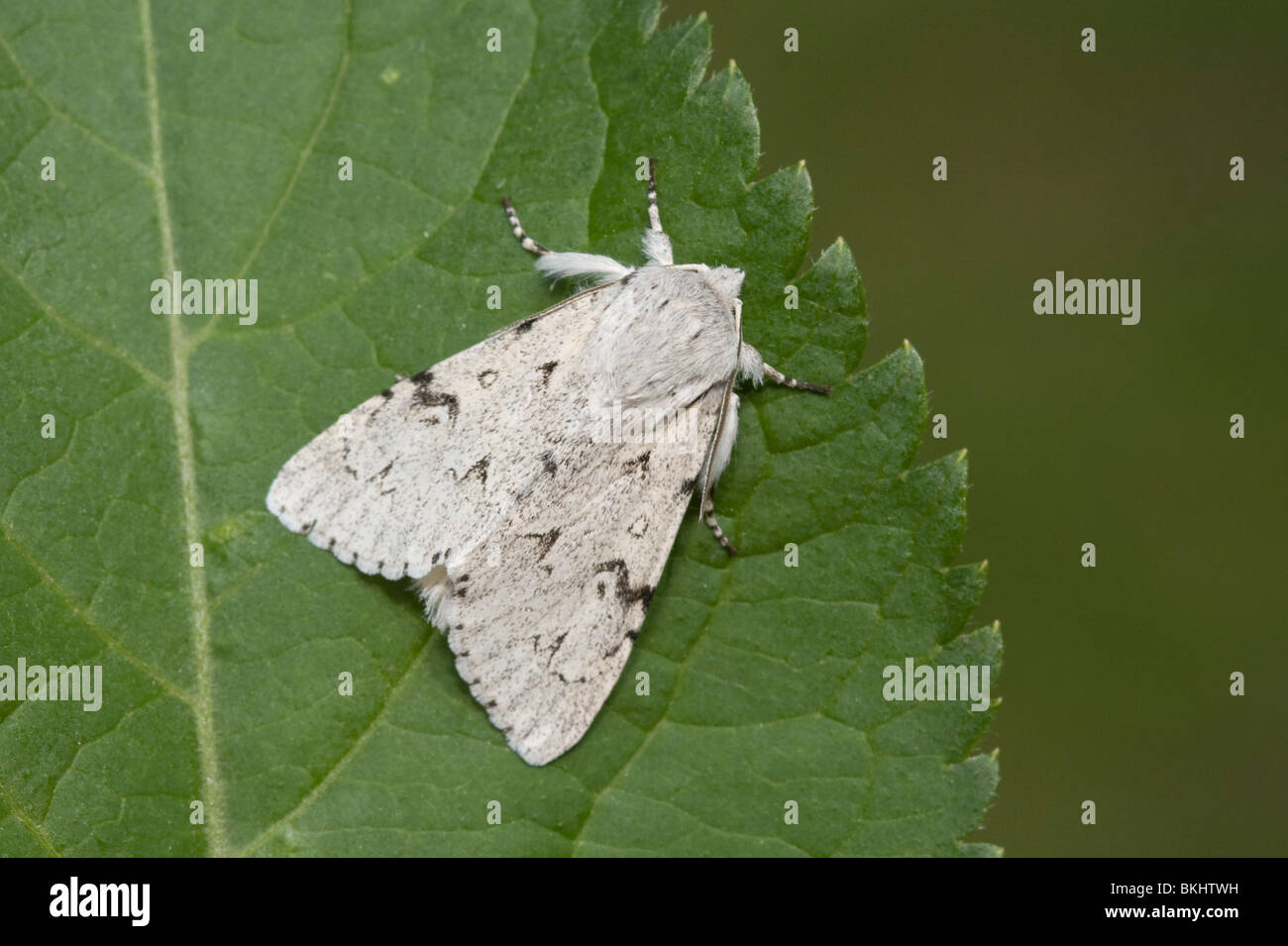 Miller acronicta leporina hi-res stock photography and images - Alamy