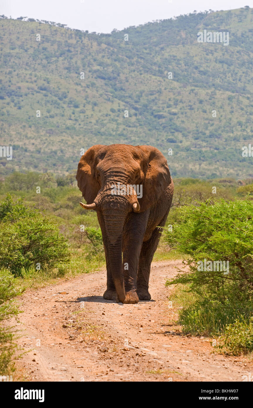 Elephant road block Stock Photo - Alamy