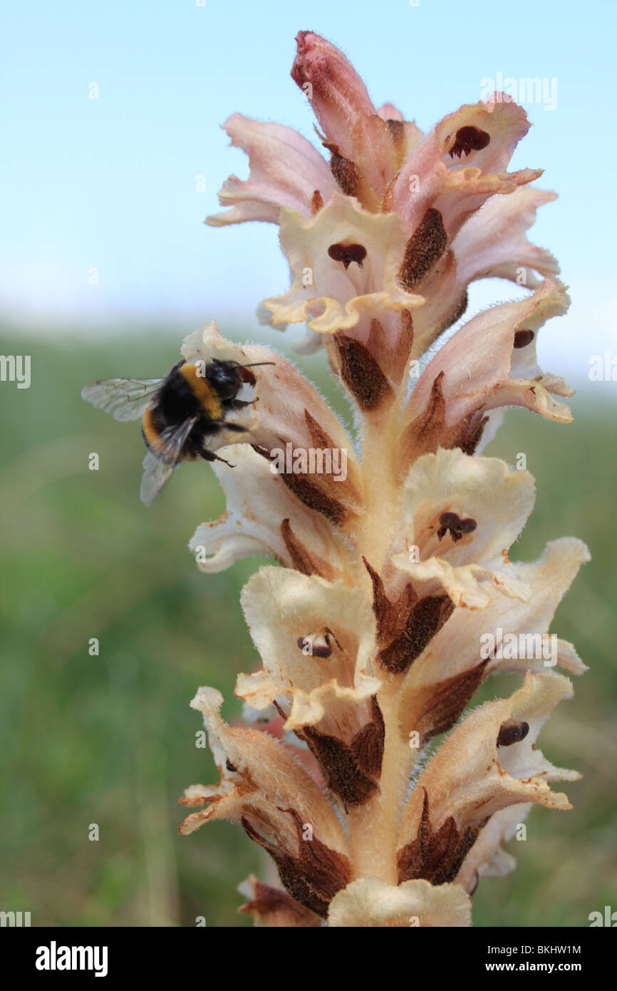 Hommel hi-res stock photography and images - Alamy