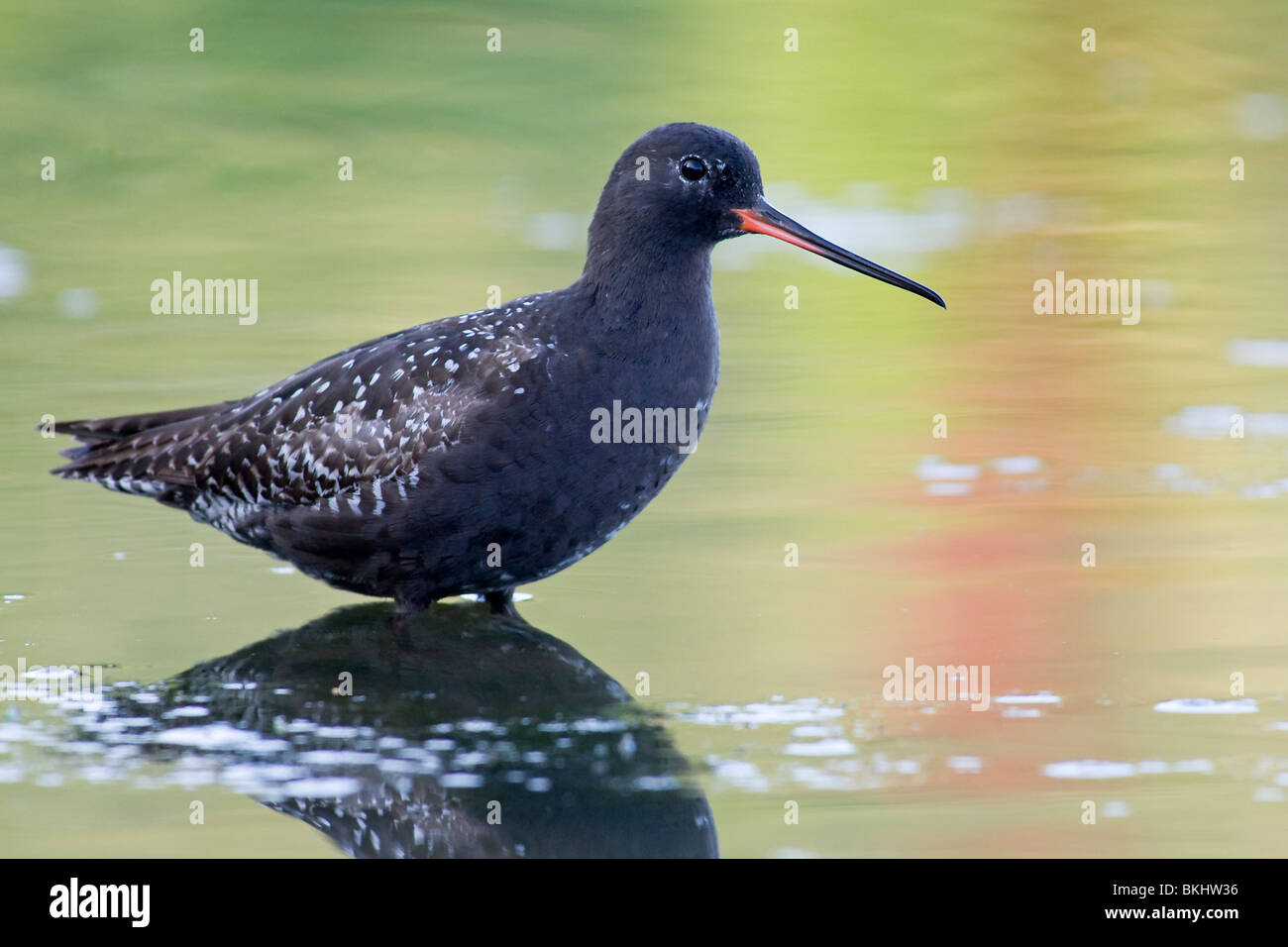 Zwarte ruiter; Spotted redshank Stock Photo - Alamy