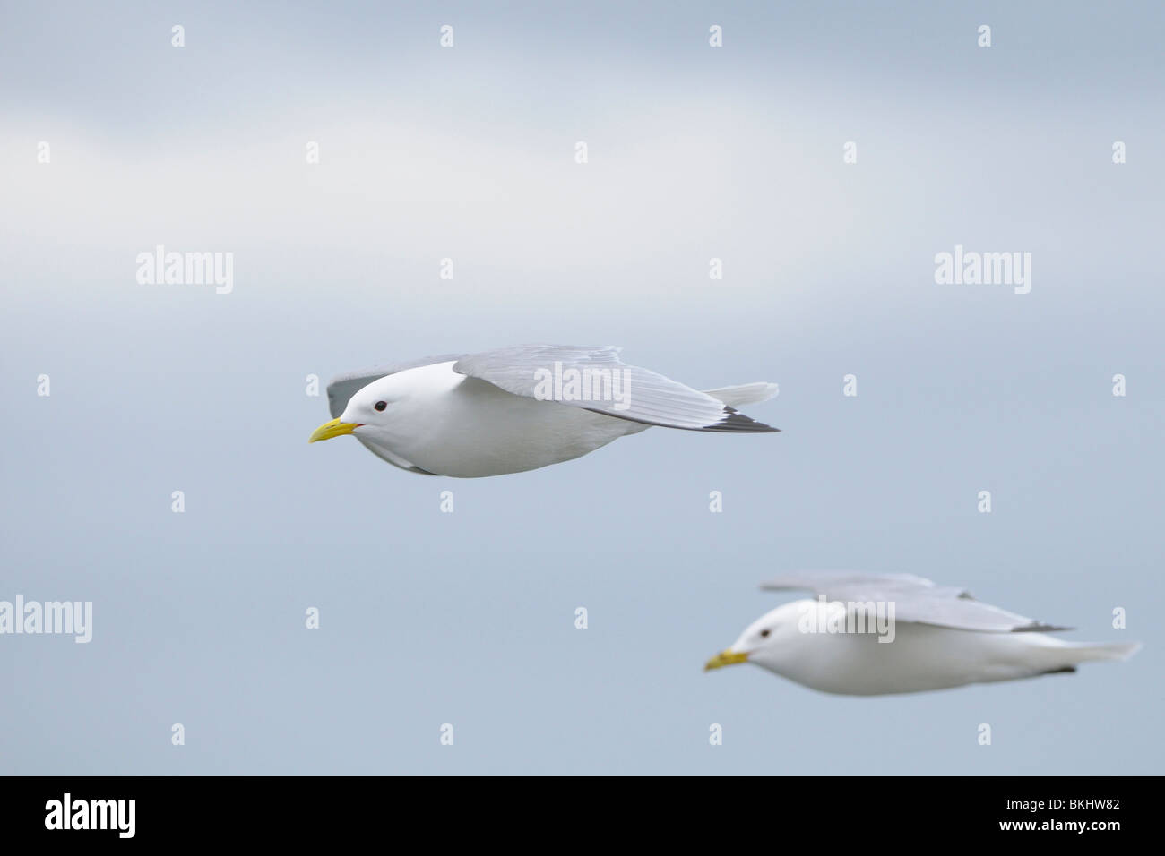 Flying kittiwakes hi-res stock photography and images - Alamy
