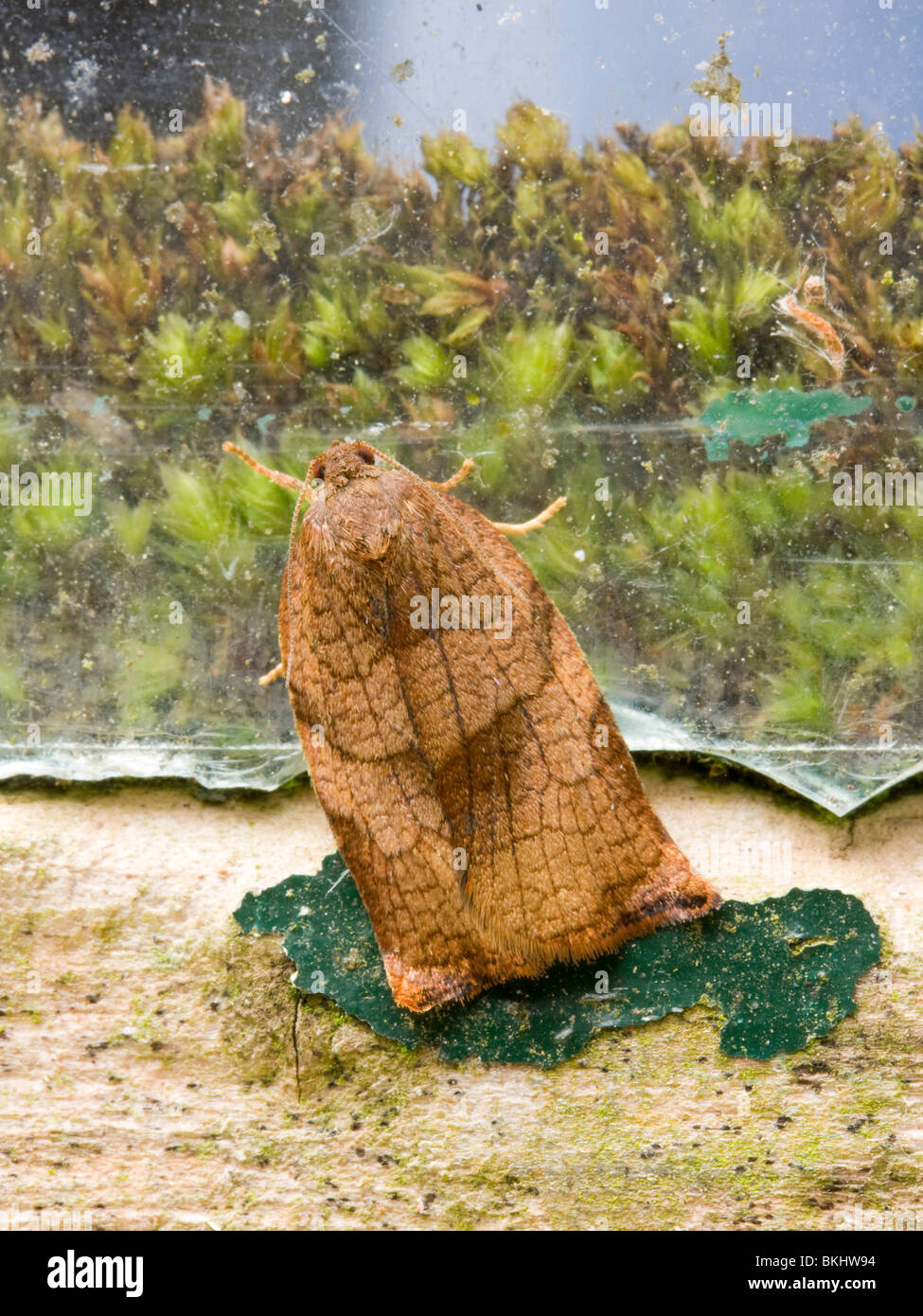 Important pests hi-res stock photography and images - Alamy