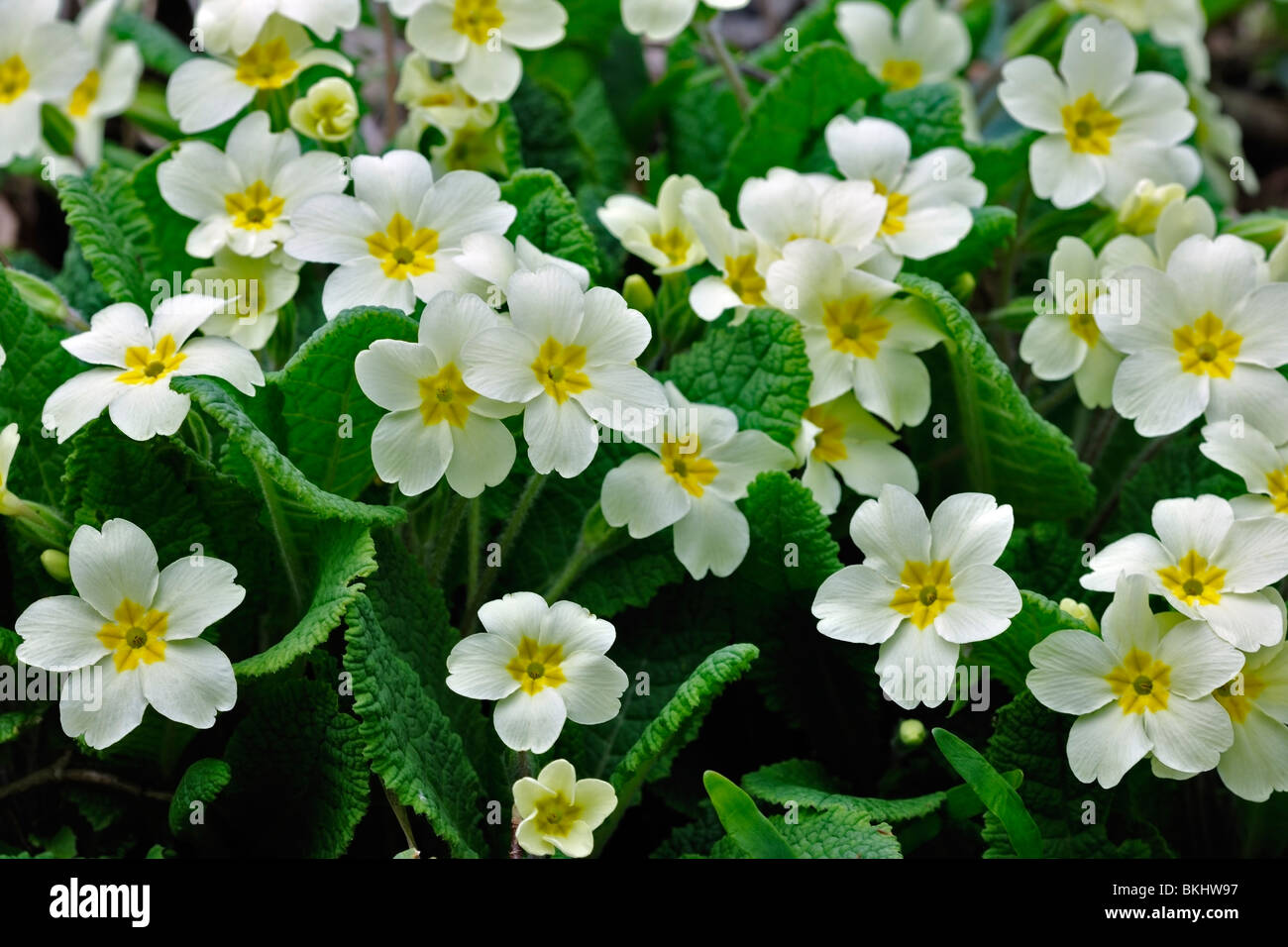 Delicate blooms of early spring Stock Photo - Alamy