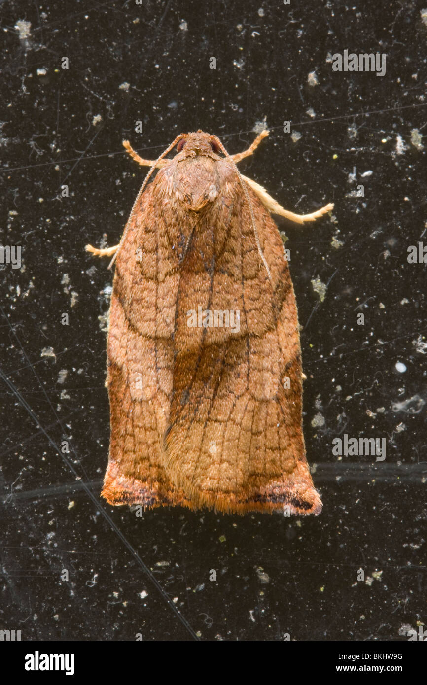 Important pests hi-res stock photography and images - Alamy