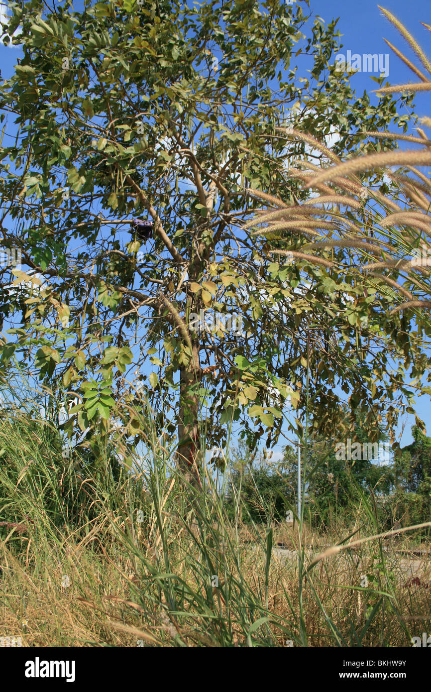Tree and tall grass under a clear blue sky, Bangkok, Thailand Stock ...