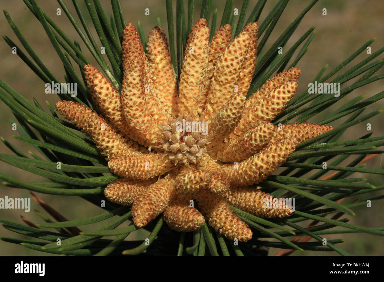 Kegels hi-res stock photography and images - Alamy