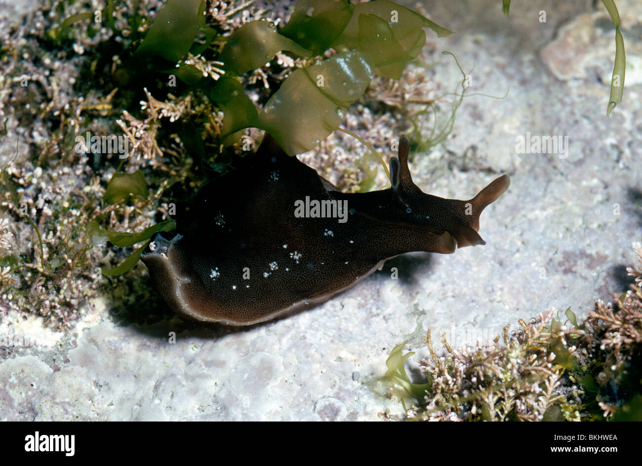 Sea-hare, a sea-slug (Aplysia punctata) in a rockpool UK Stock Photo ...
