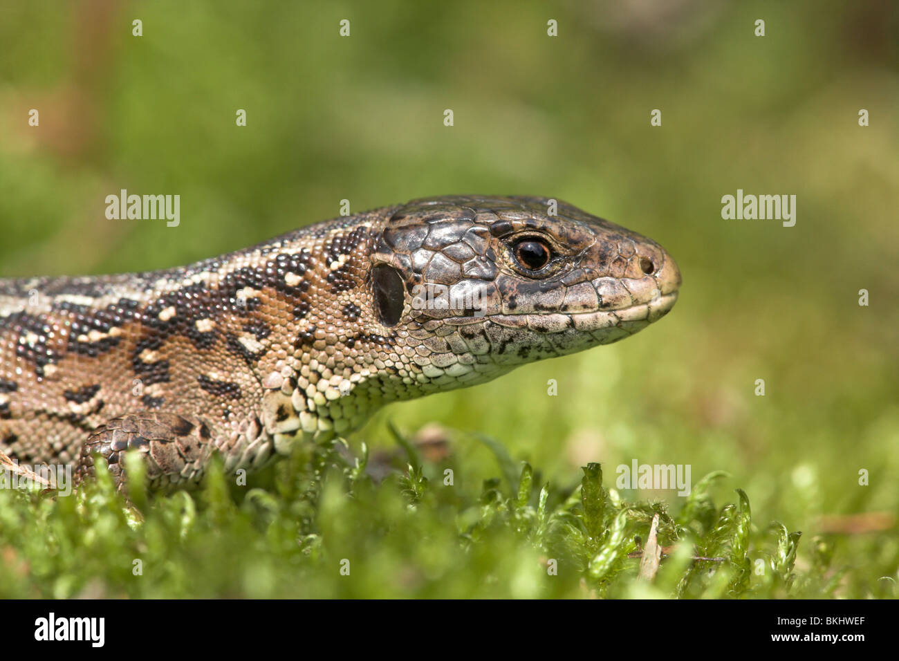 Female lizards hi-res stock photography and images - Alamy