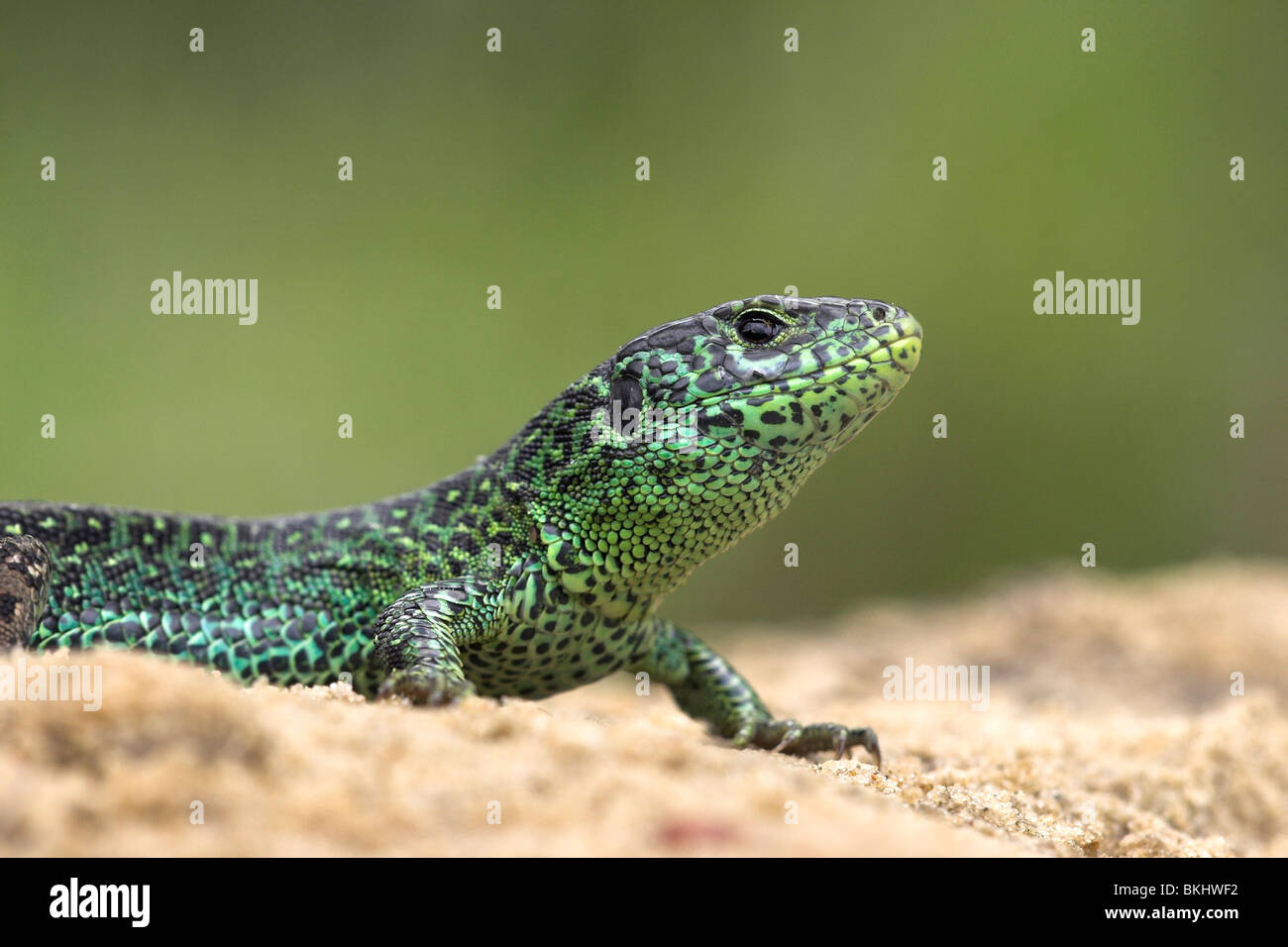 Mating display lizard hi-res stock photography and images - Alamy