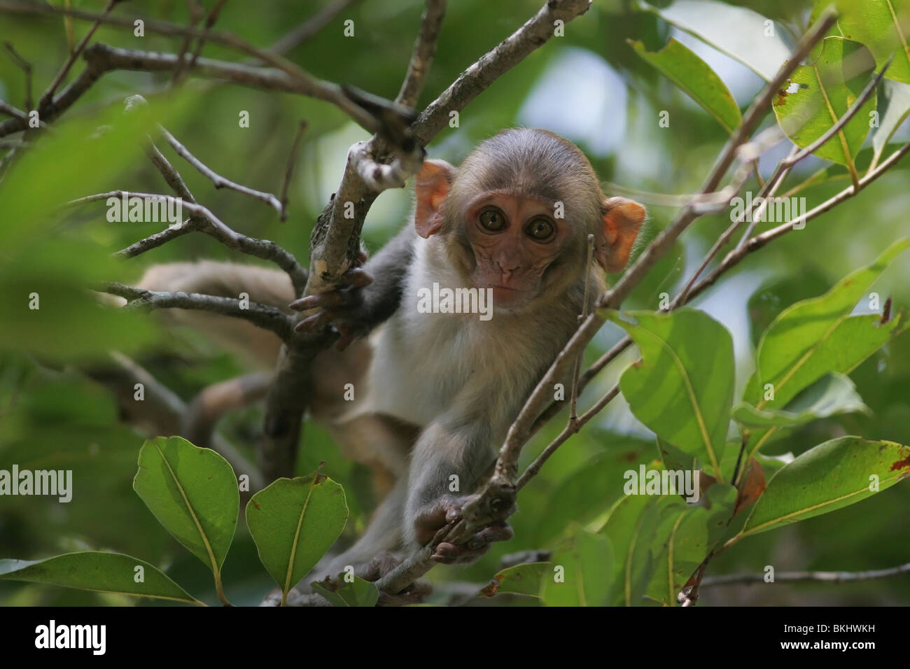 Gekke bek hi-res stock photography and images - Alamy
