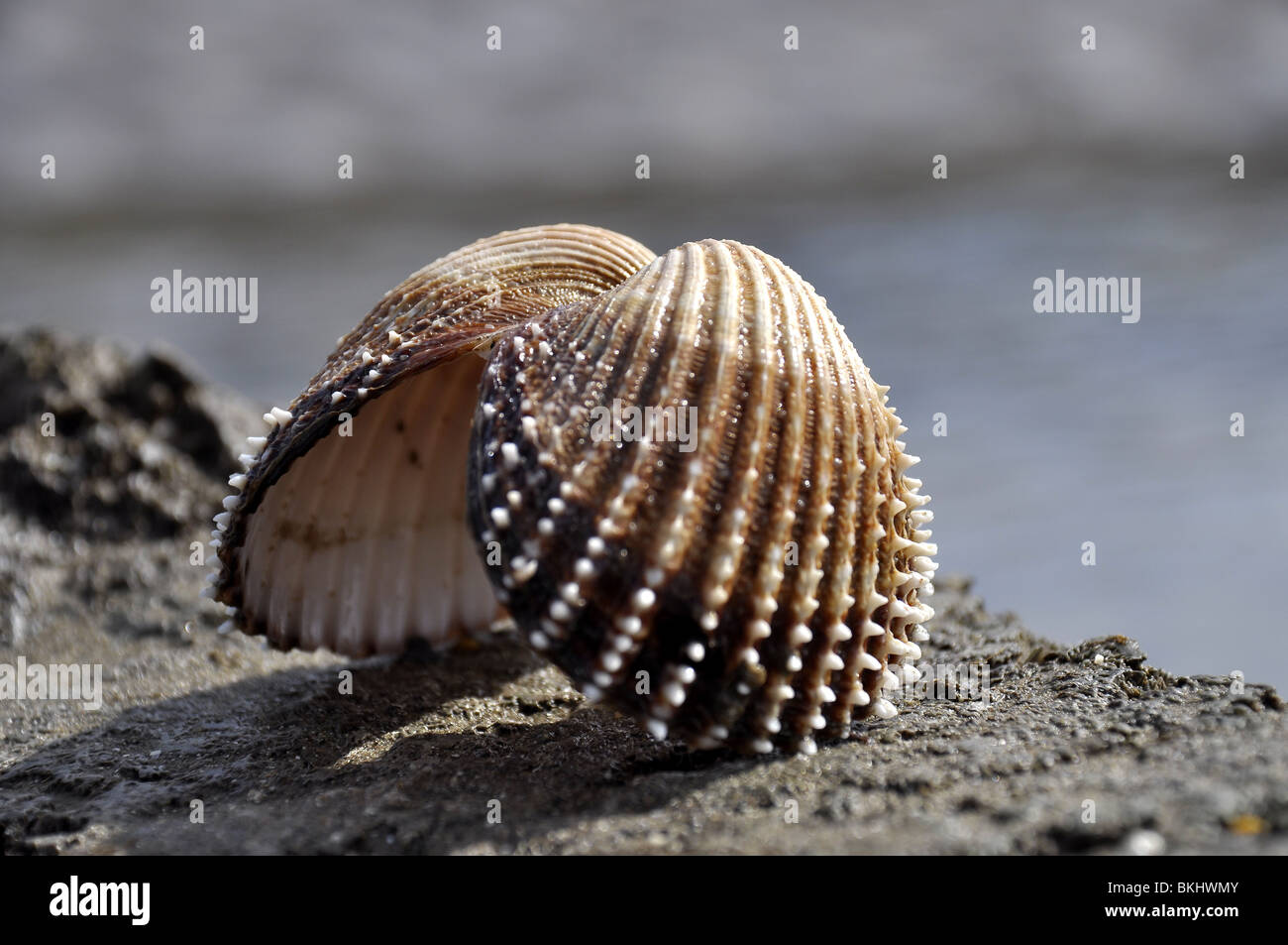 Spiny Cockle Shell Stock Photo - Alamy