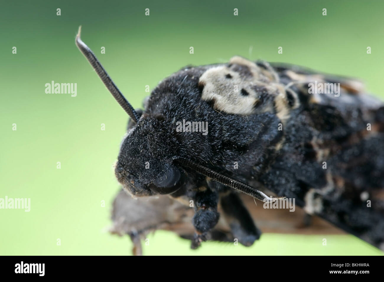 Death's-head Hawkmoth in close-up Stock Photo - Alamy