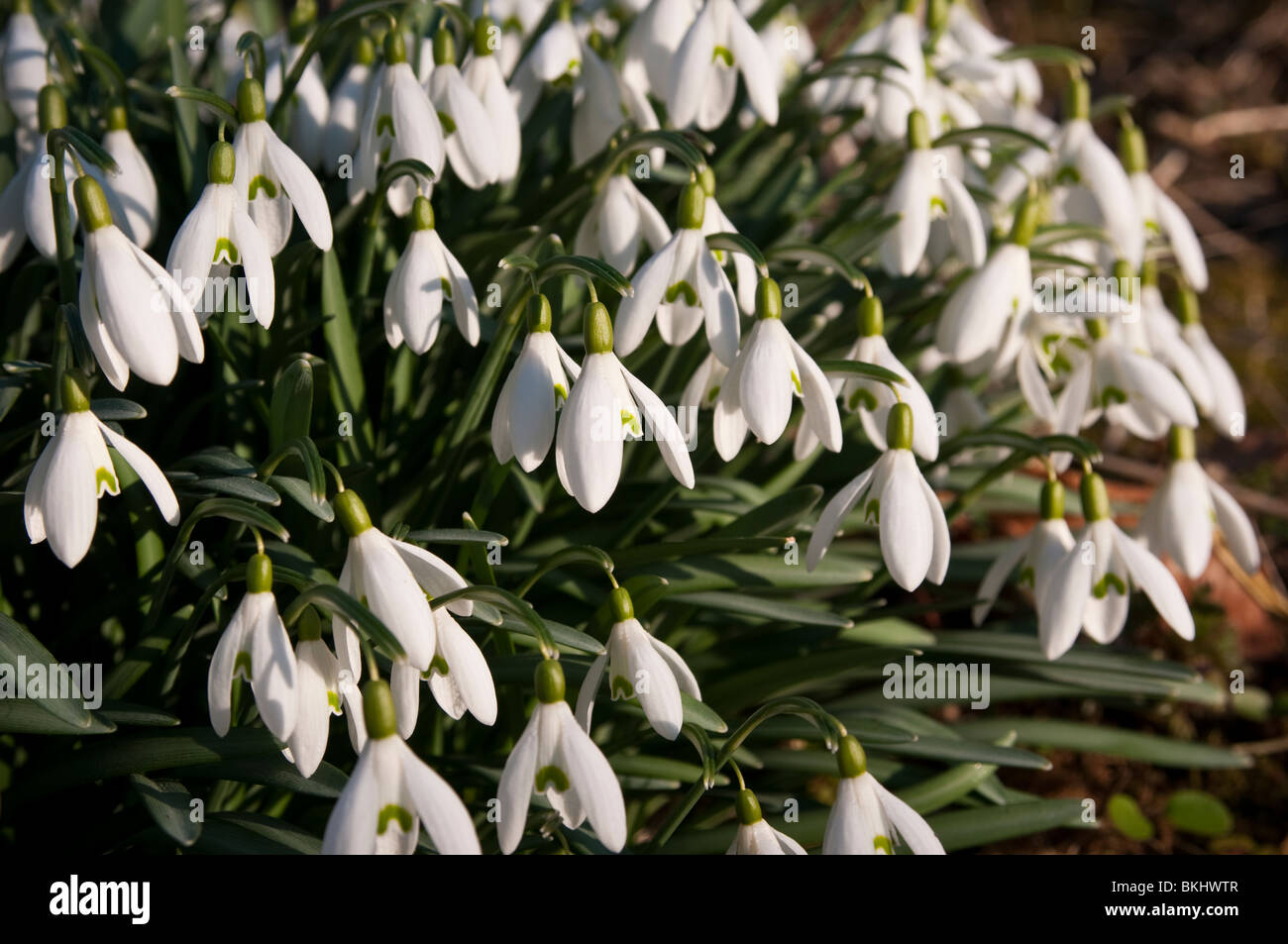 British spring time snowdrops hi-res stock photography and images - Alamy