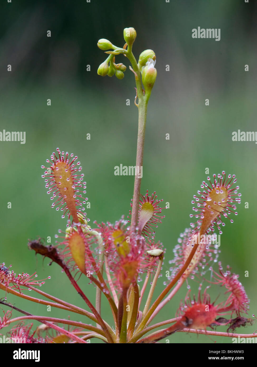 Spatulate leaved hi-res stock photography and images - Alamy