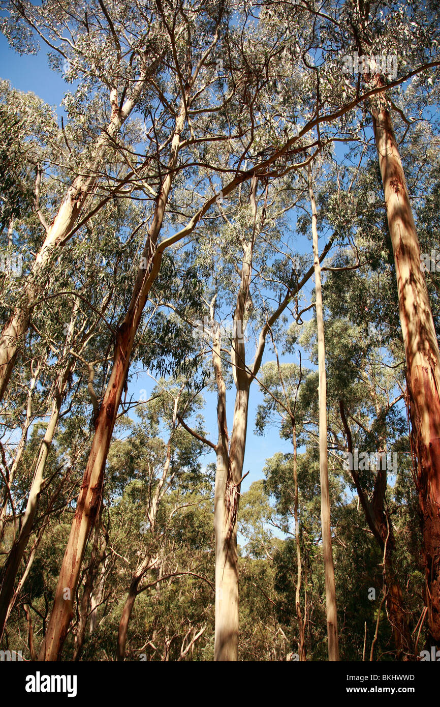 Australian Gum Trees Australian Gum Trees