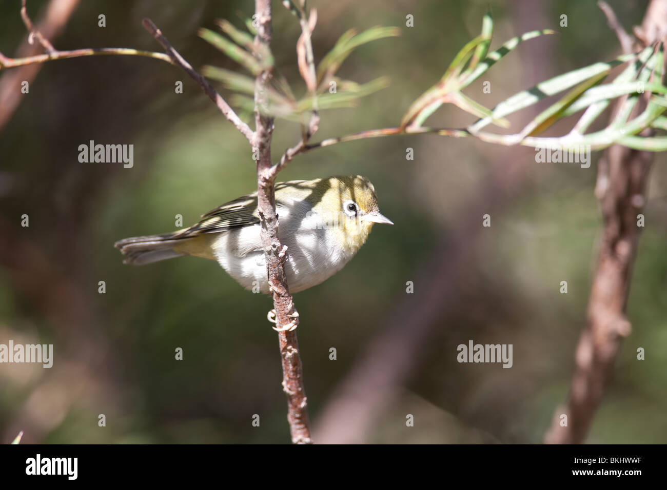 Australian silvereye hi-res stock photography and images - Alamy