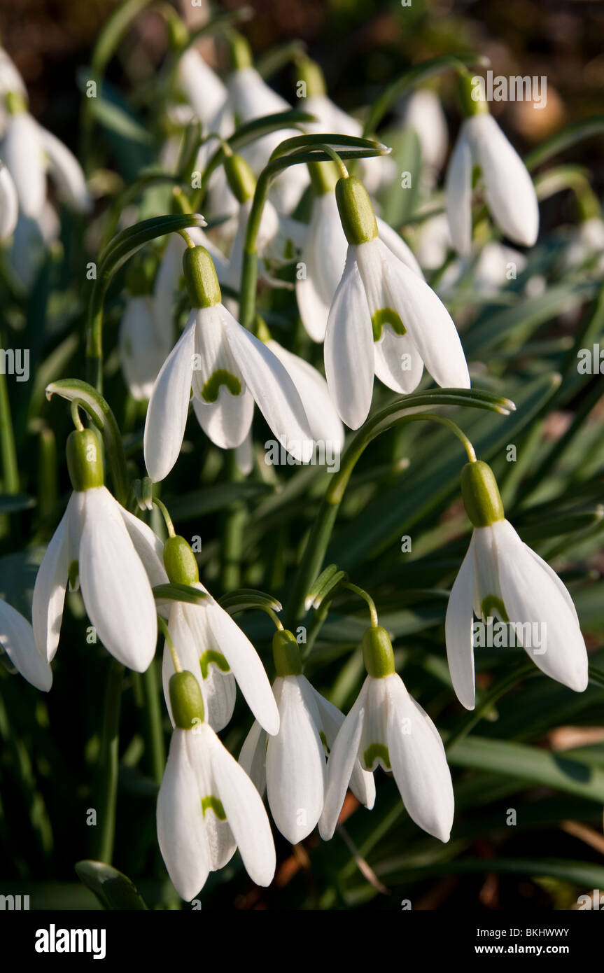 British spring time snowdrops hi-res stock photography and images - Alamy