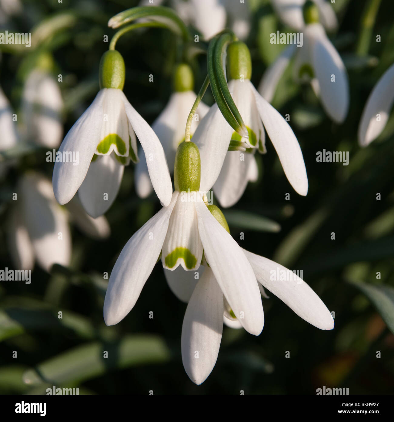 British spring time snowdrops hi-res stock photography and images - Alamy
