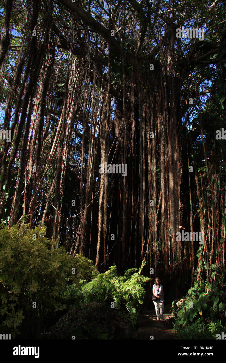 Bearded Fig Tree Stock Photos & Bearded Fig Tree Stock Images - Alamy