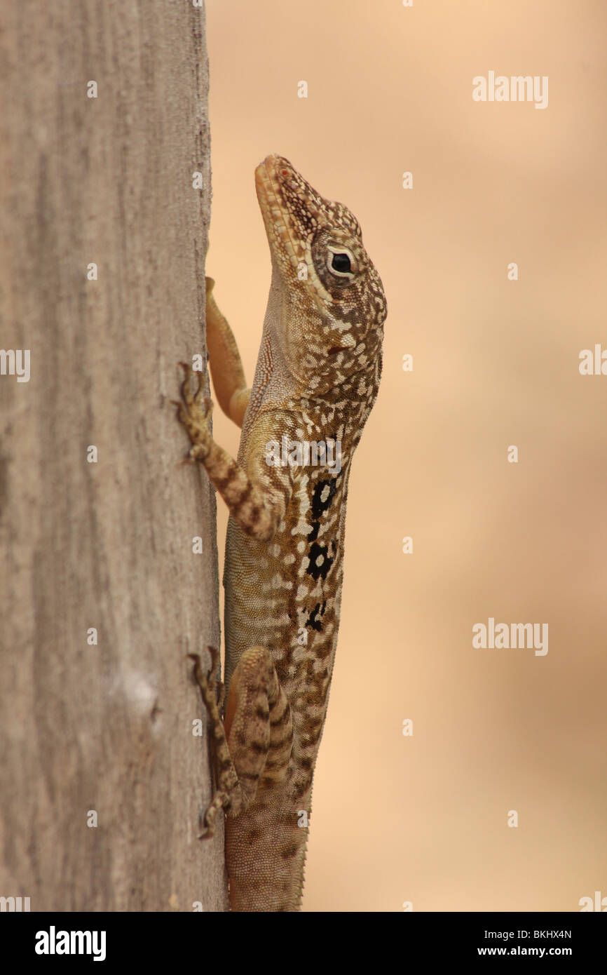 Hagedissen King Gizzard And The Lizard Wizard – Butterfly 3000