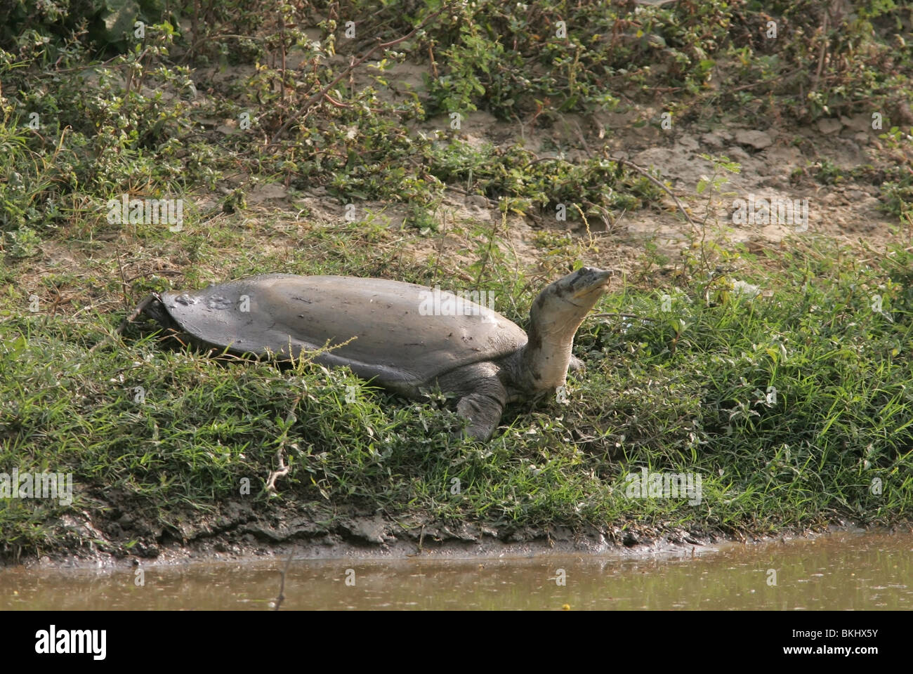 Asian Giant Softshell Turtle Stock Photo - Alamy