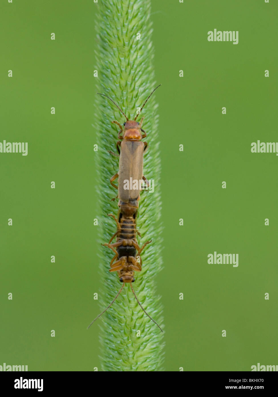 Paring soldier beetles hi-res stock photography and images - Alamy