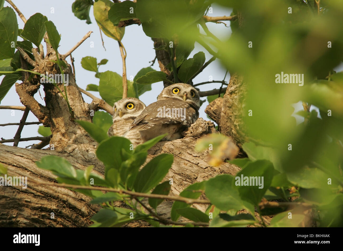 Uil in holle boom hi-res stock photography and images - Alamy