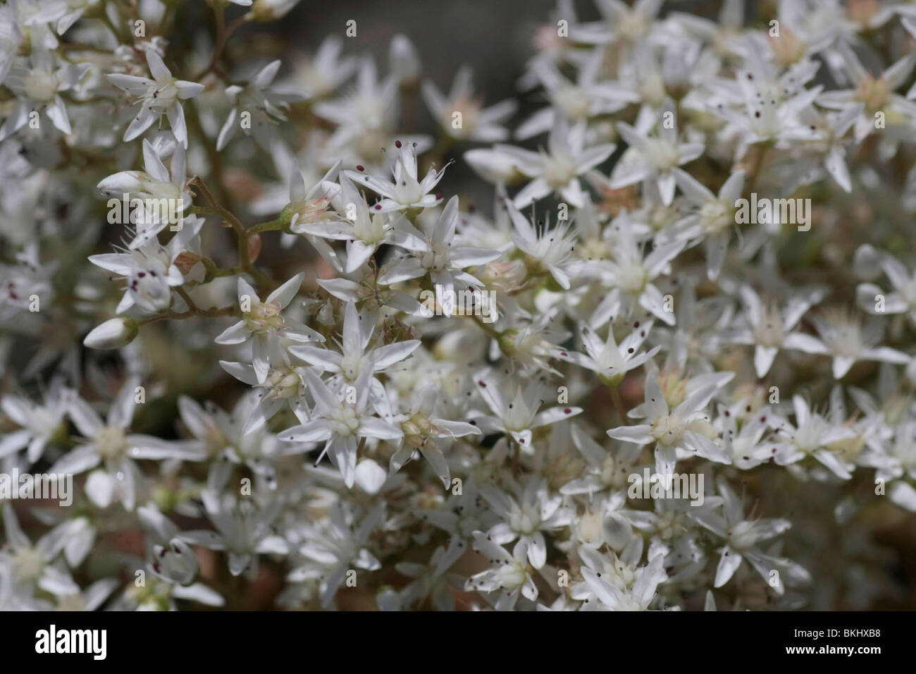 Vetkruid hi-res stock photography and images - Alamy