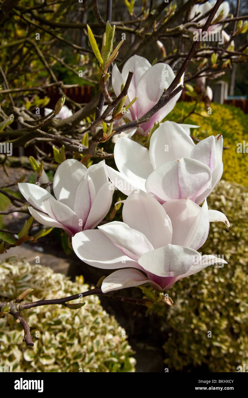 Magnolia soulangeana rustica rubra hi-res stock photography and images ...
