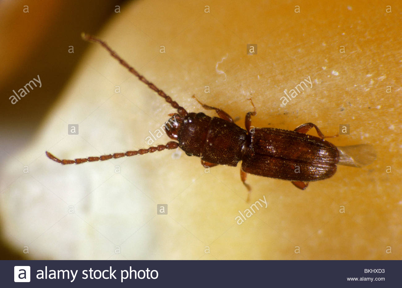 Maize Store Stock Photos & Maize Store Stock Images - Alamy