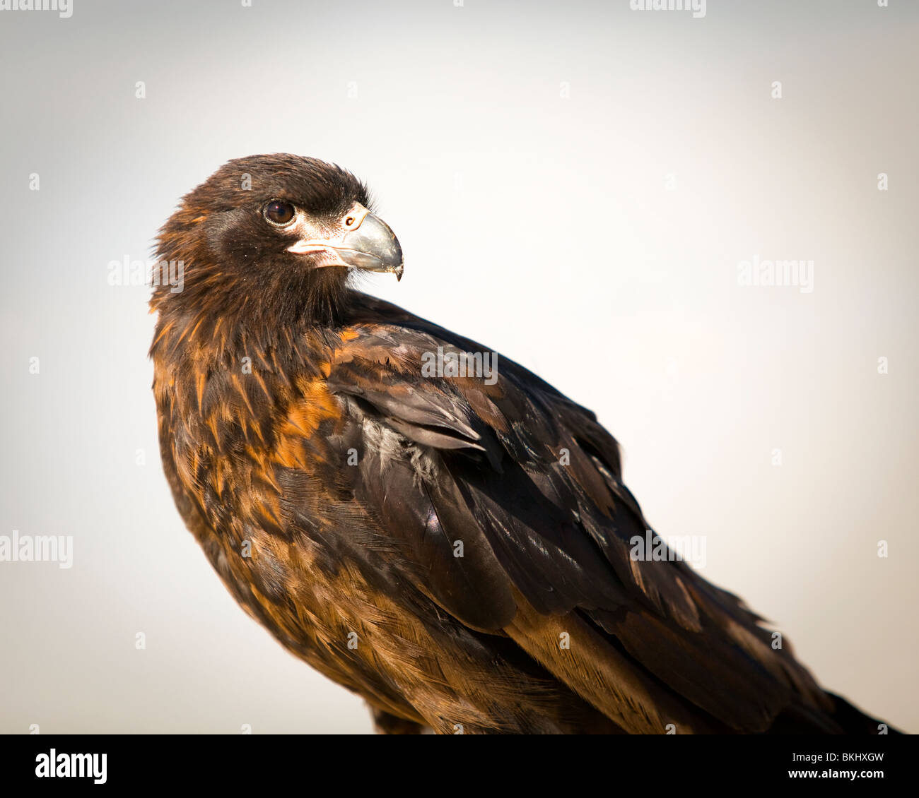 Johnny rook bird hi-res stock photography and images - Alamy