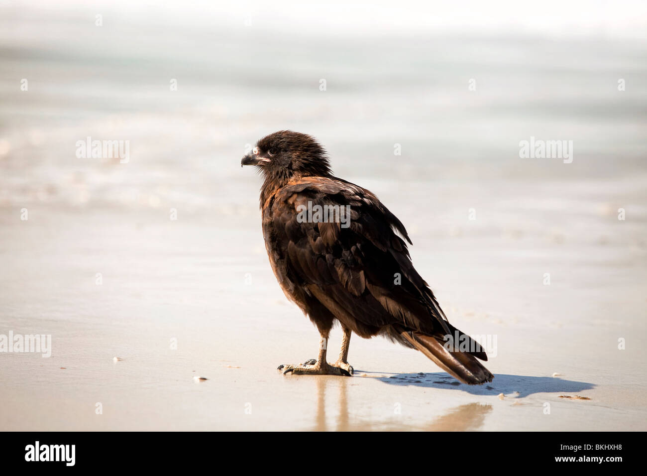 Johnny rook bird hi-res stock photography and images - Alamy