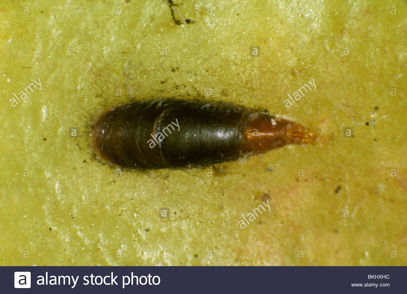 Ulmi Stock Photos & Ulmi Stock Images - Alamy