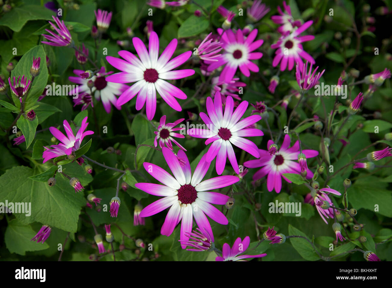 Pink cineraria hi-res stock photography and images - Alamy