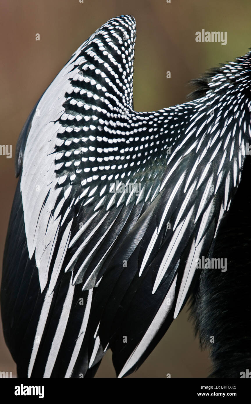 Anhinga: Anhinga anhinga. Anhinga Trail, Everglades, Florida, USA. Wing ...